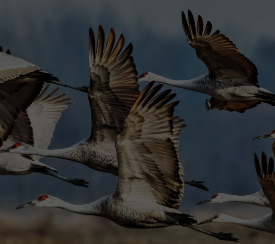 How to Make Your Next Windows Migration a Success - Xeretec